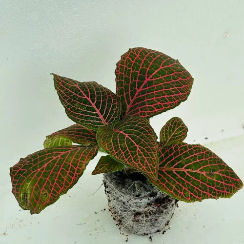 Fittonia Red Plant Sapling – The Mini Roots